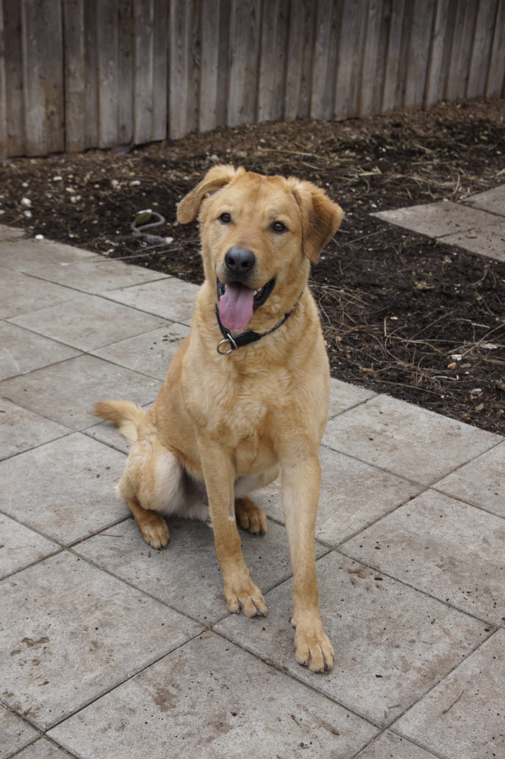 Alle Tiere im Tierheim Ulm - wir vermitteln