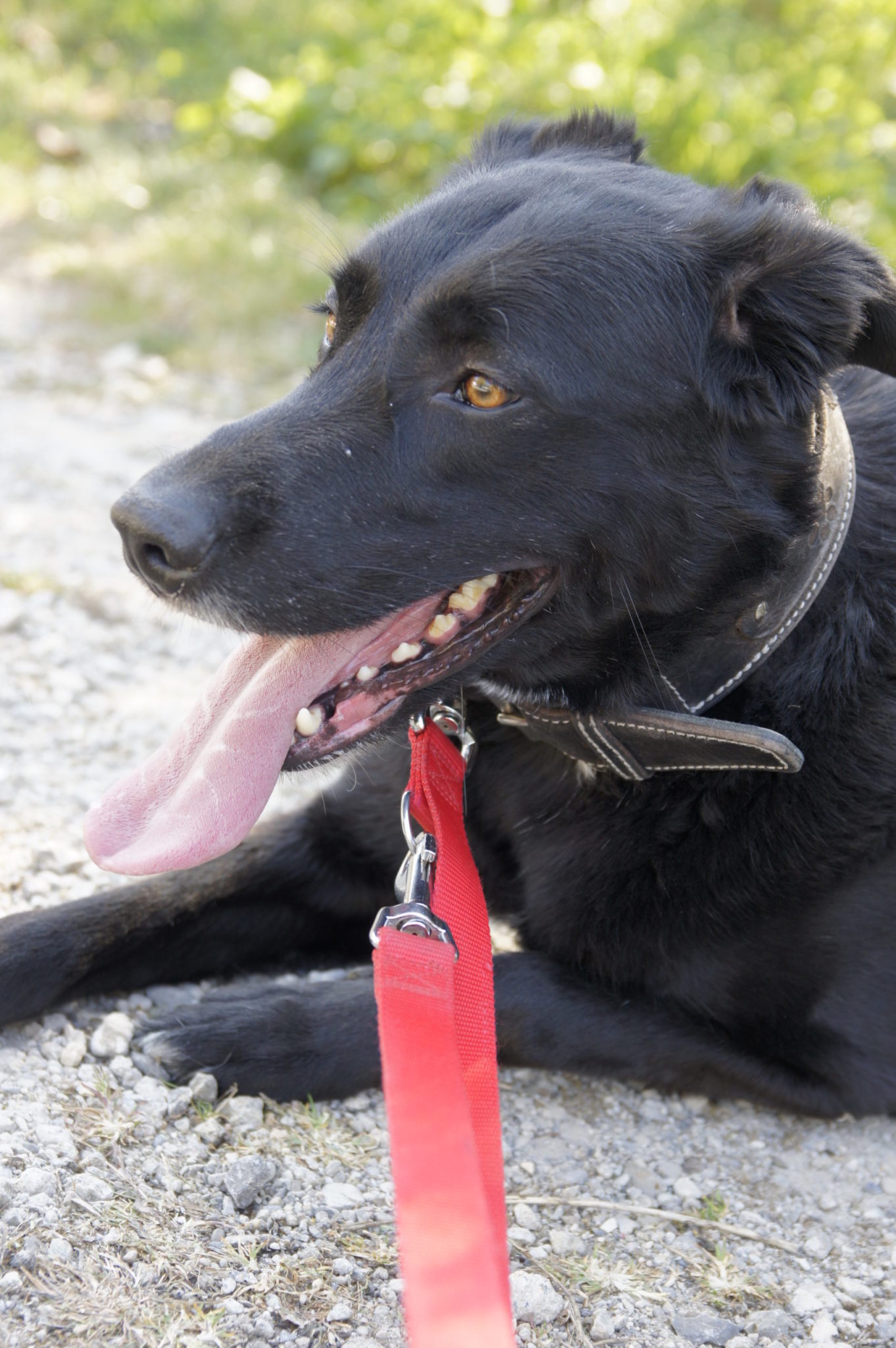 Alle Tiere im Tierheim Ulm - wir vermitteln
