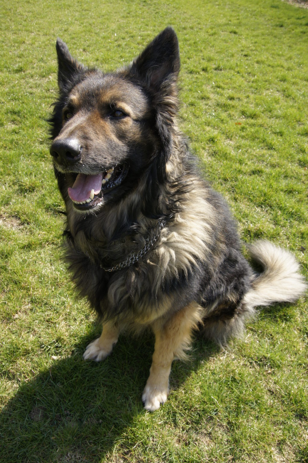 Alle Tiere im Tierheim Ulm - wir vermitteln