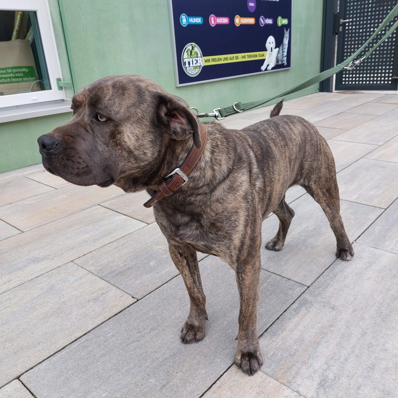 Alle Tiere im Tierheim Ulm - wir vermitteln