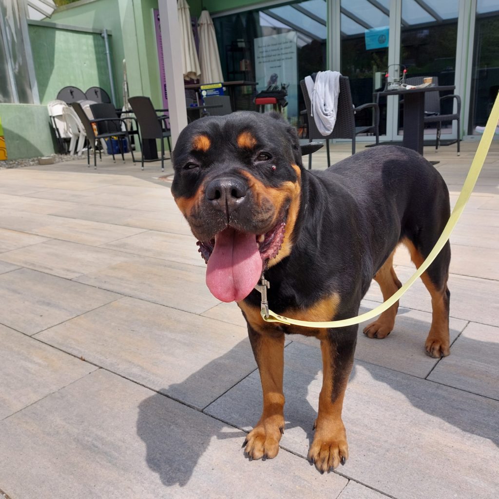 Alle Tiere im Tierheim Ulm - wir vermitteln