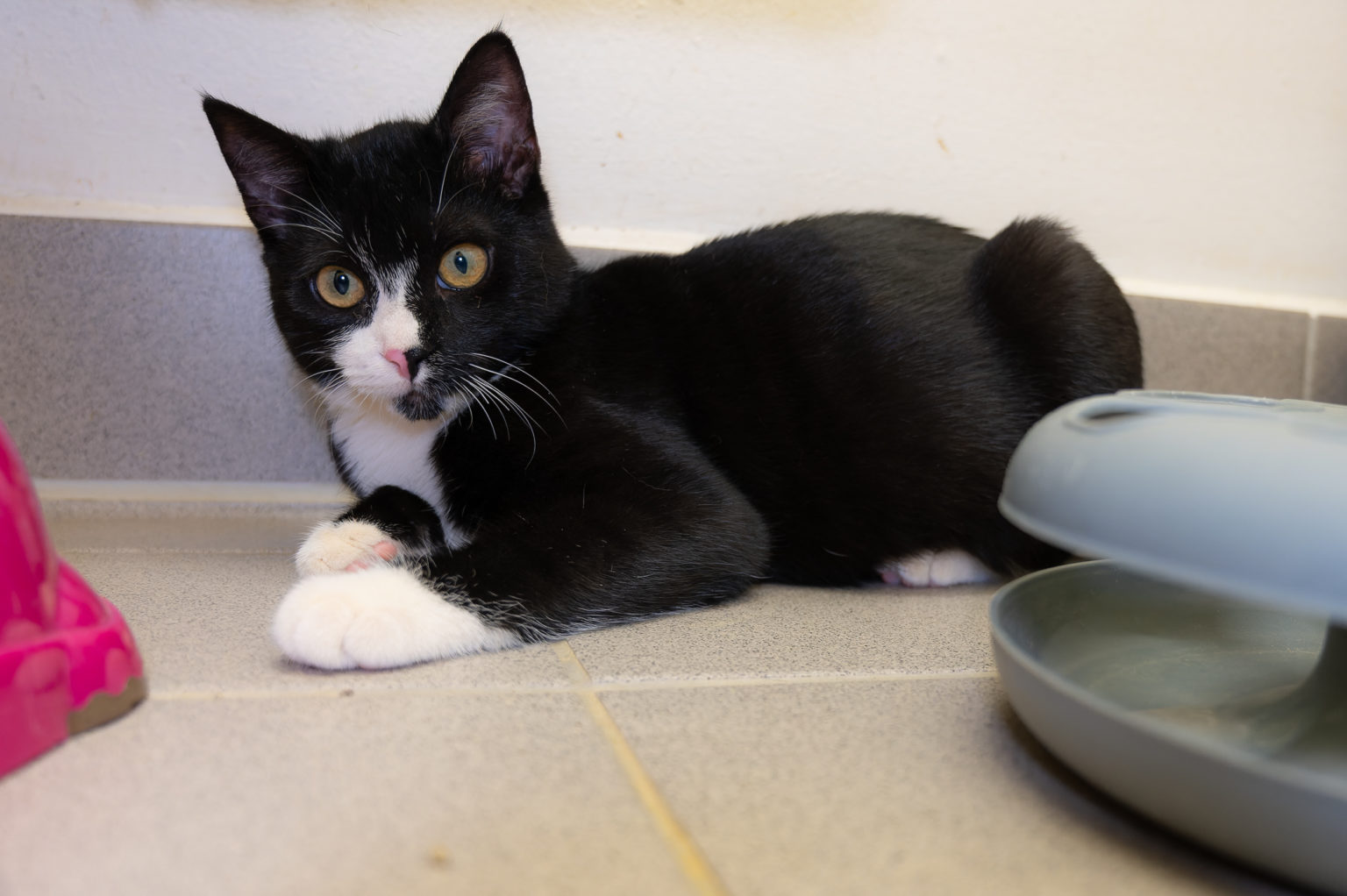 Alle Tiere im Tierheim Ulm - wir vermitteln