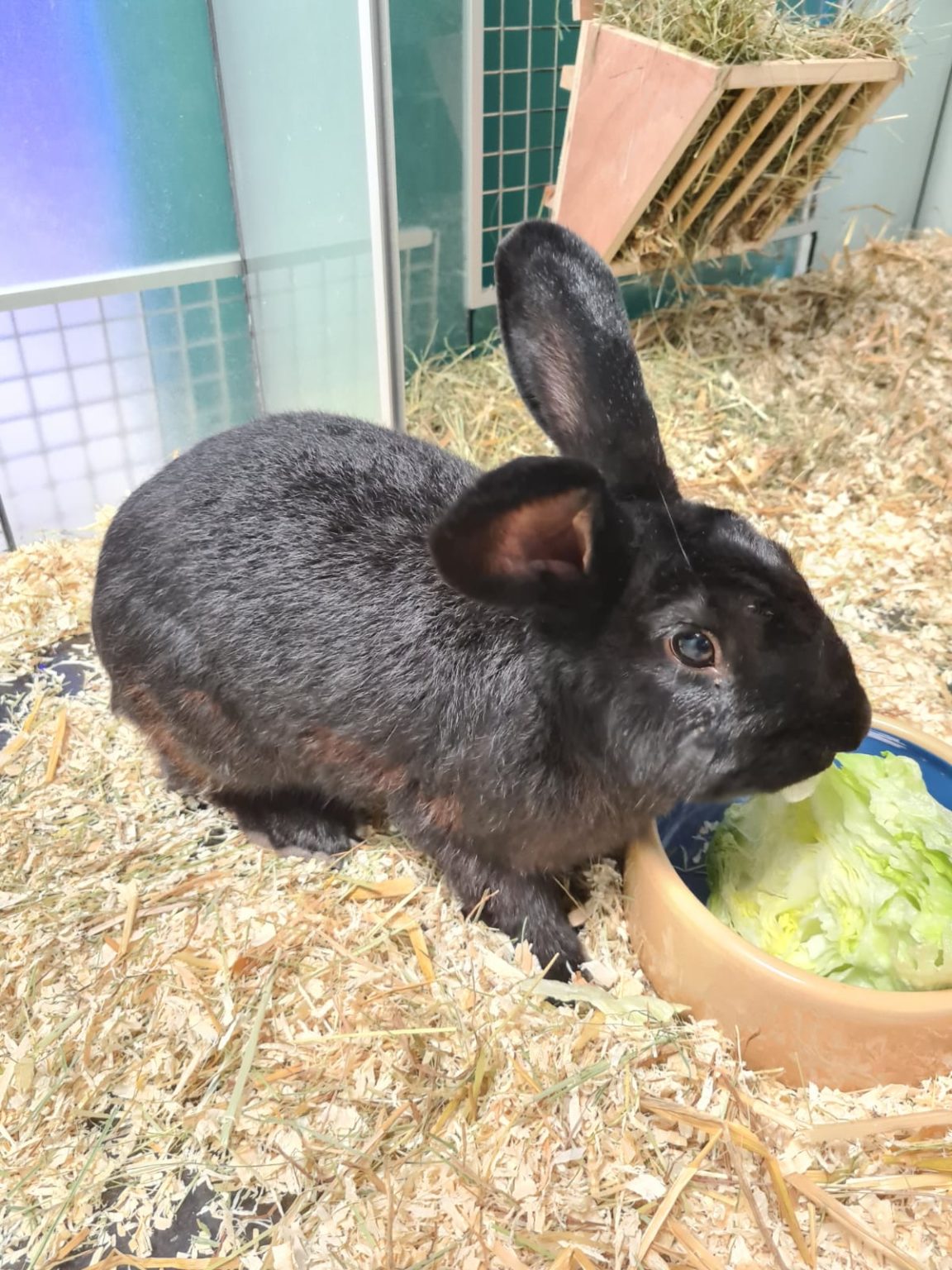 Alle Tiere im Tierheim Ulm - wir vermitteln