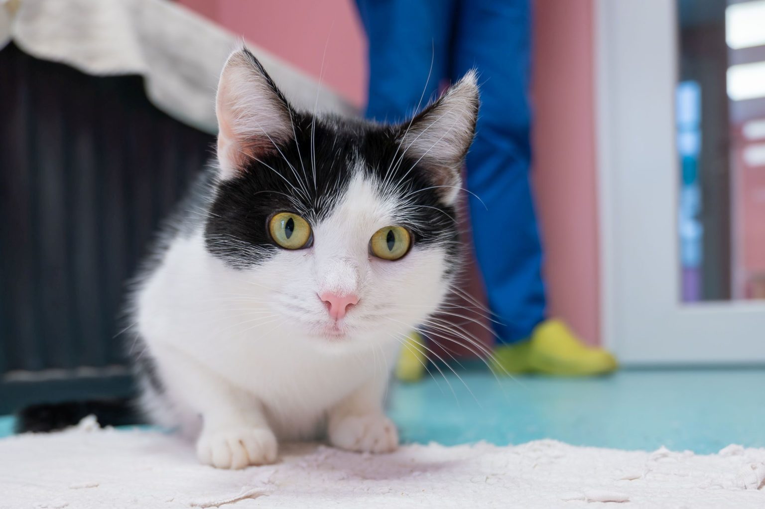 Alle Tiere im Tierheim Ulm - wir vermitteln