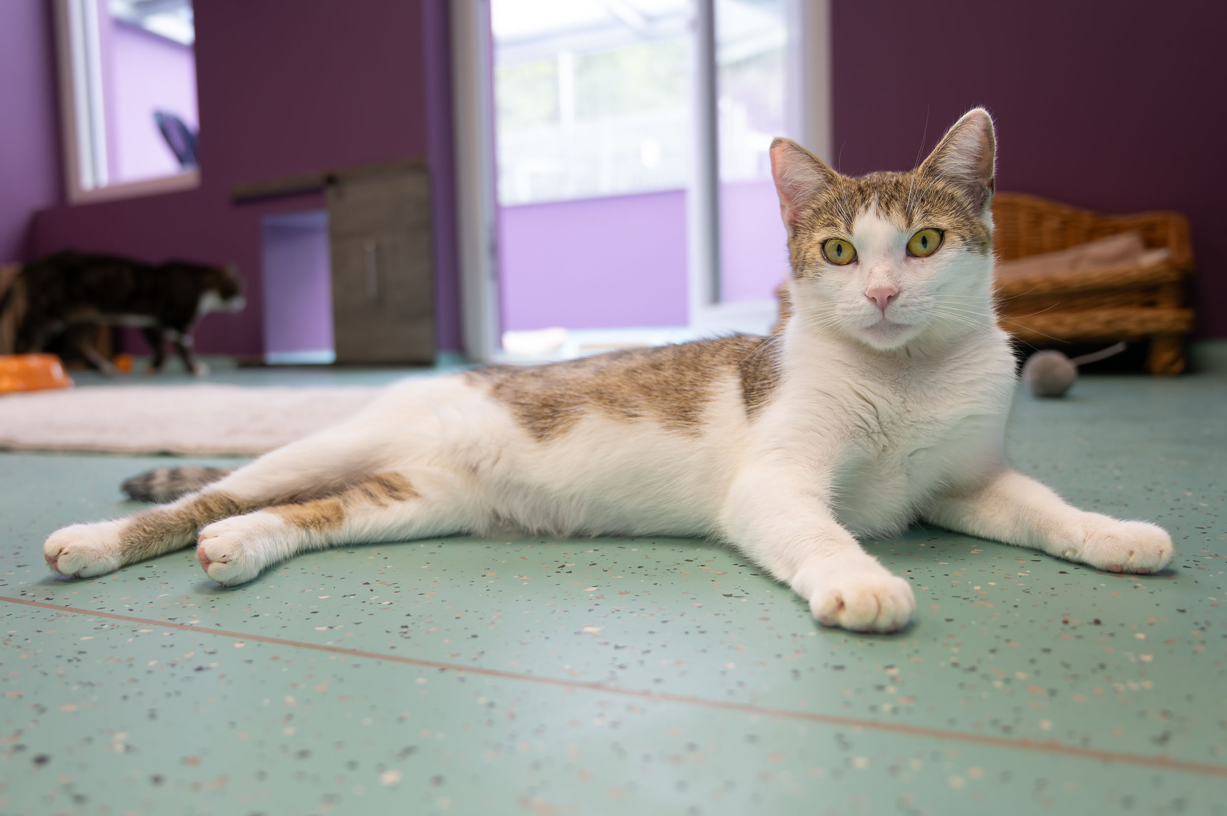 Alle Tiere im Tierheim Ulm - wir vermitteln