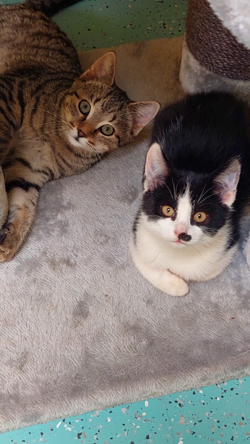 Alle Tiere im Tierheim Ulm - wir vermitteln