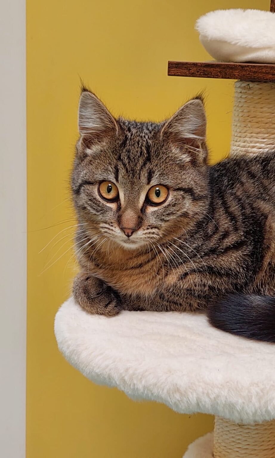 Alle Tiere im Tierheim Ulm - wir vermitteln