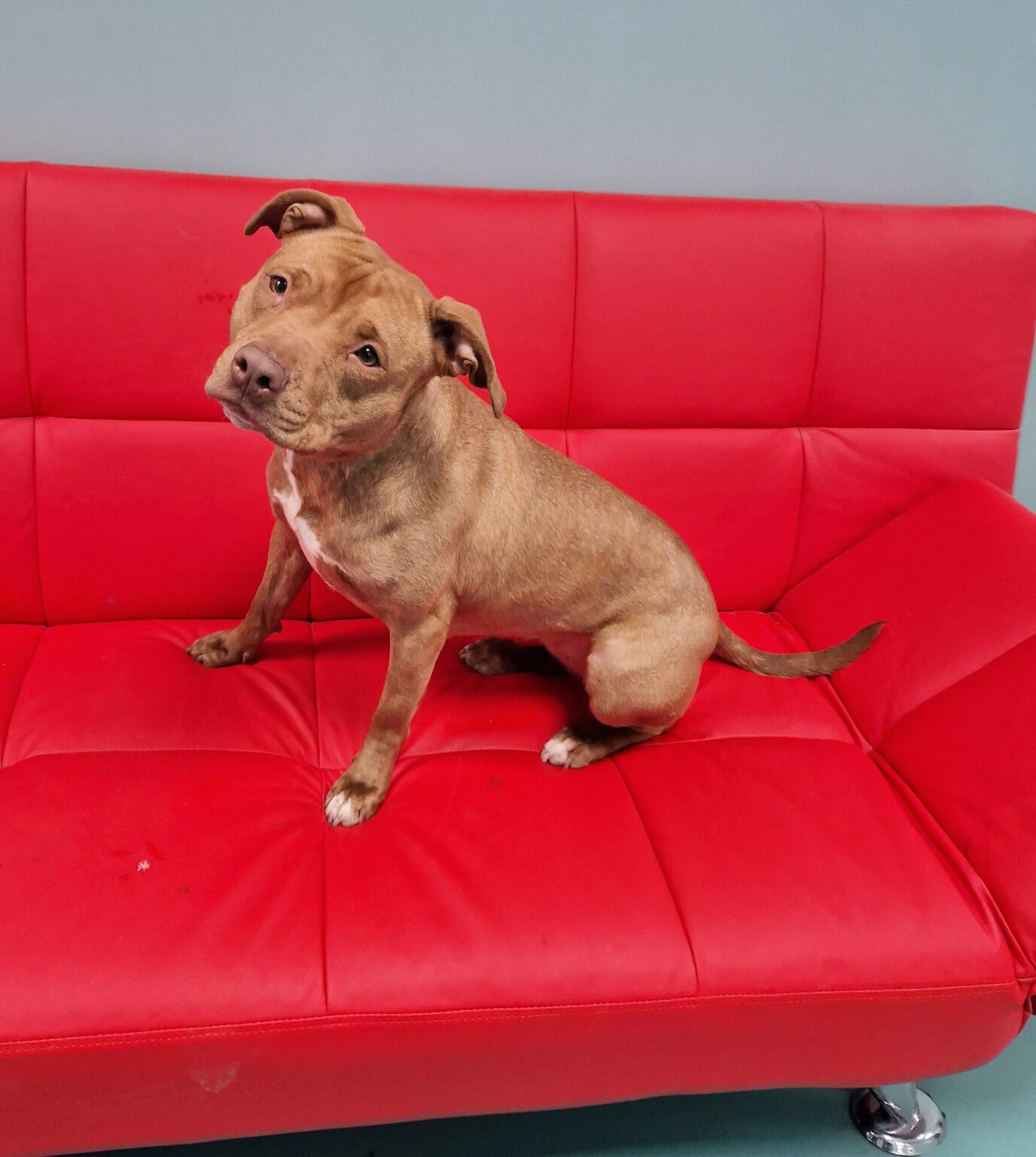 Alle Tiere im Tierheim Ulm - wir vermitteln