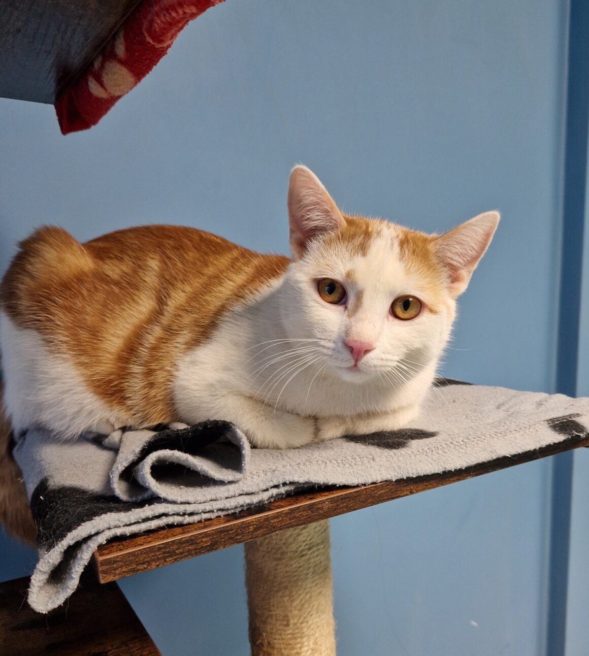 Alle Tiere im Tierheim Ulm - wir vermitteln