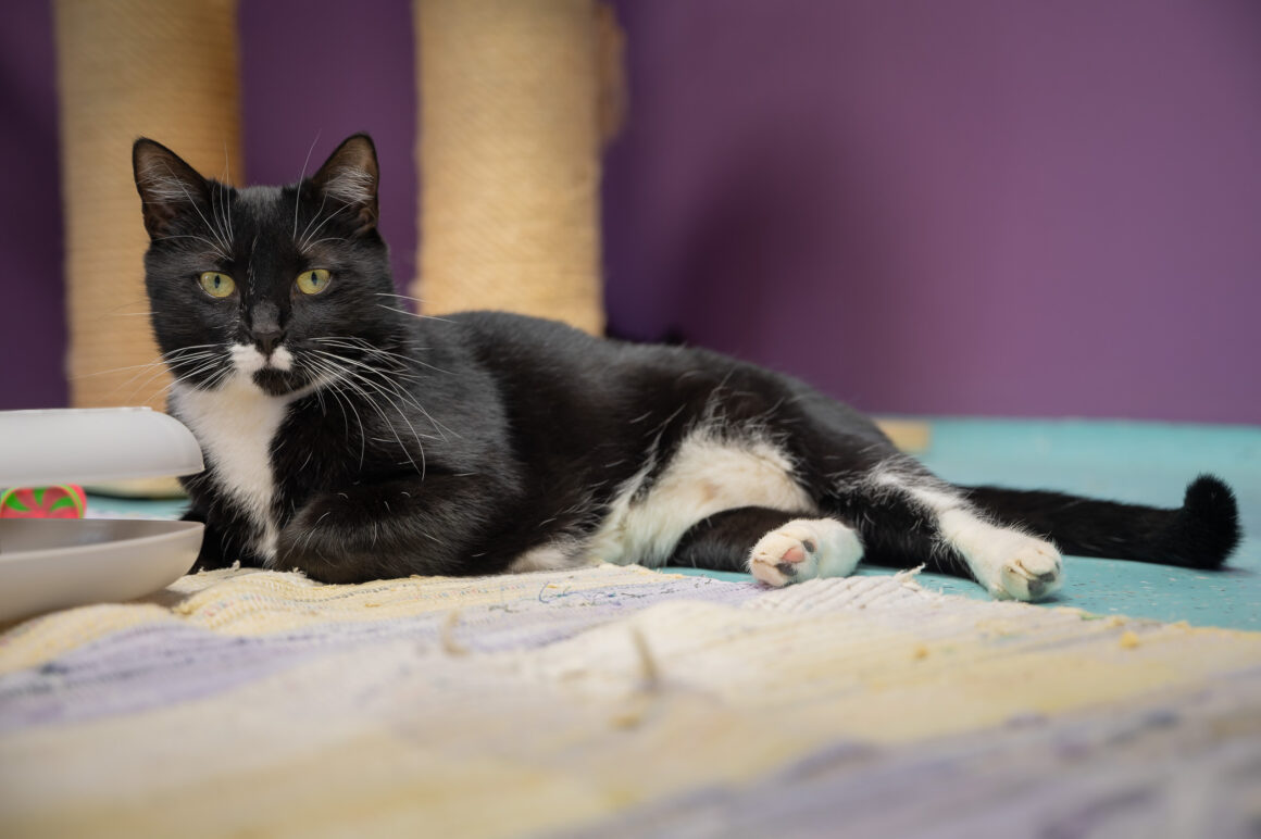 Alle Tiere im Tierheim Ulm - wir vermitteln