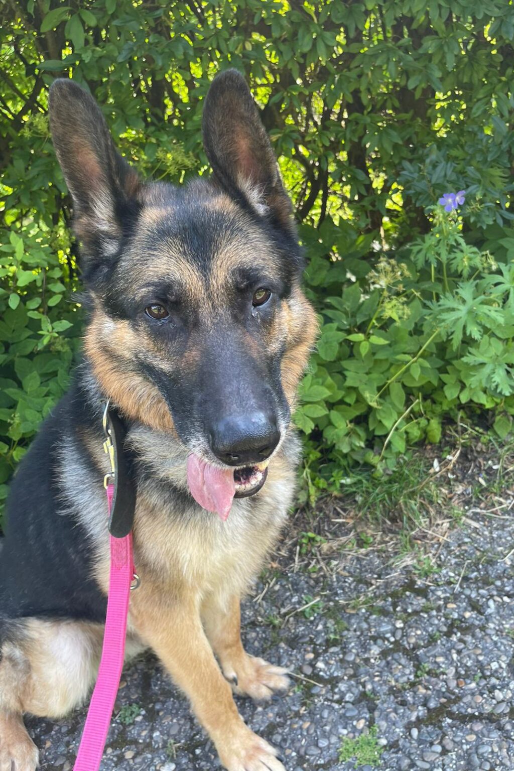 Alle Tiere im Tierheim Ulm - wir vermitteln