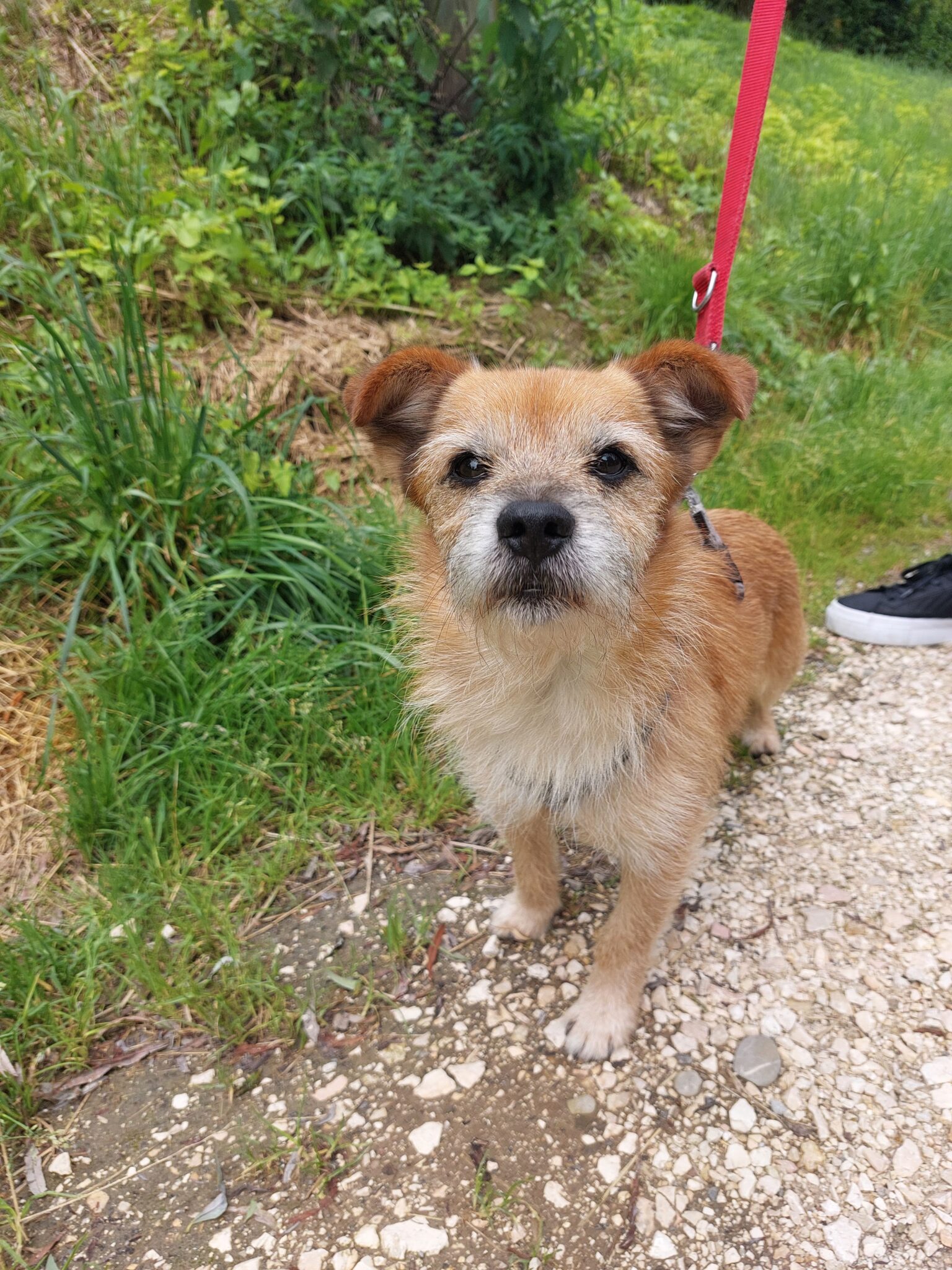 Alle Tiere im Tierheim Ulm - wir vermitteln